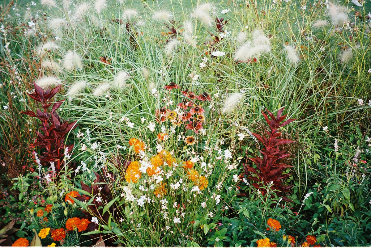 3 poems – ANTHEA YANG